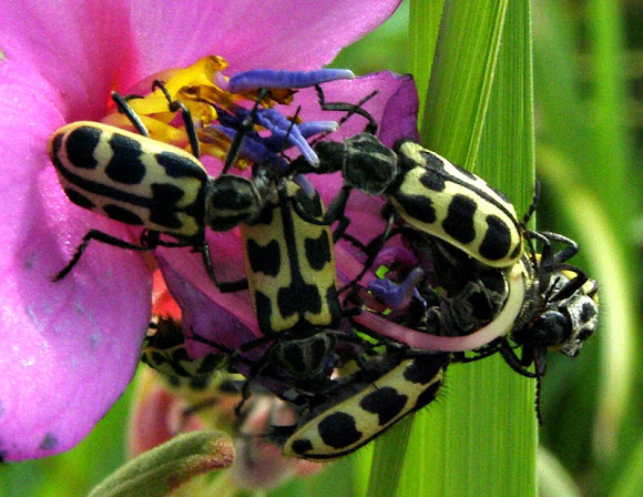 Spotted Maize Beetle | Project Noah