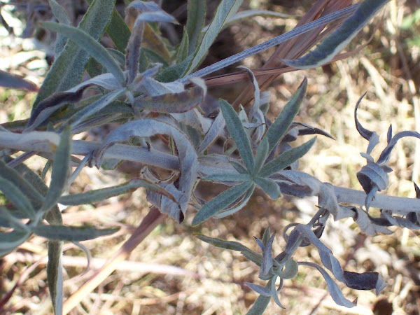 Prairie sage | Project Noah