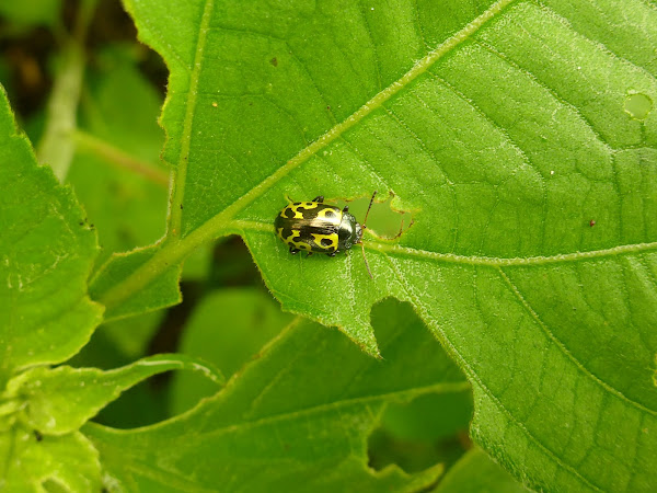 Calligraphy Beetle | Project Noah