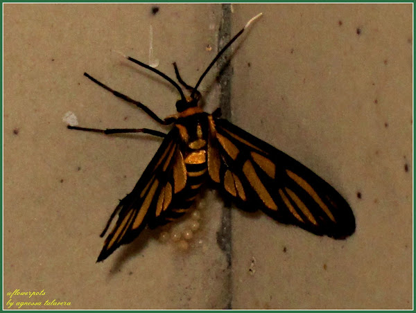 Amata Wasp Moth (Female) | Project Noah