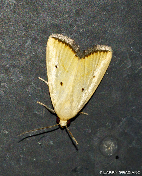 Black-bordered Lemon Moth | Project Noah