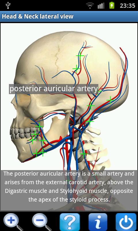 Visual Anatomy - Android Apps on Google Play