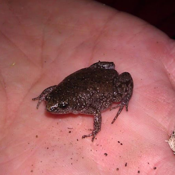 Eastern Narrowmouth Toad | Project Noah