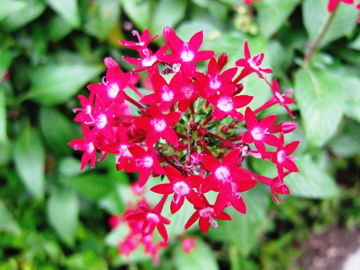 Egyptian Starcluster | Project Noah