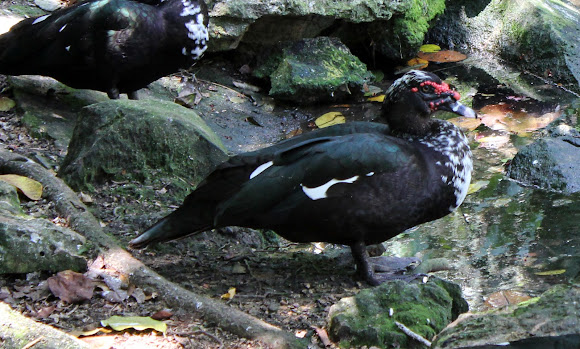 Muscovy Duck | Project Noah