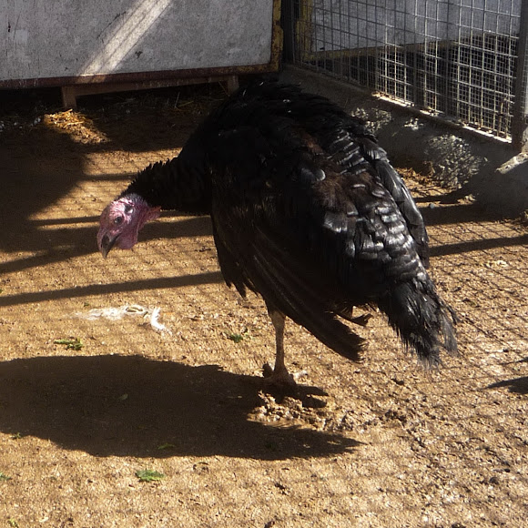 Pavo doméstico | Project Noah