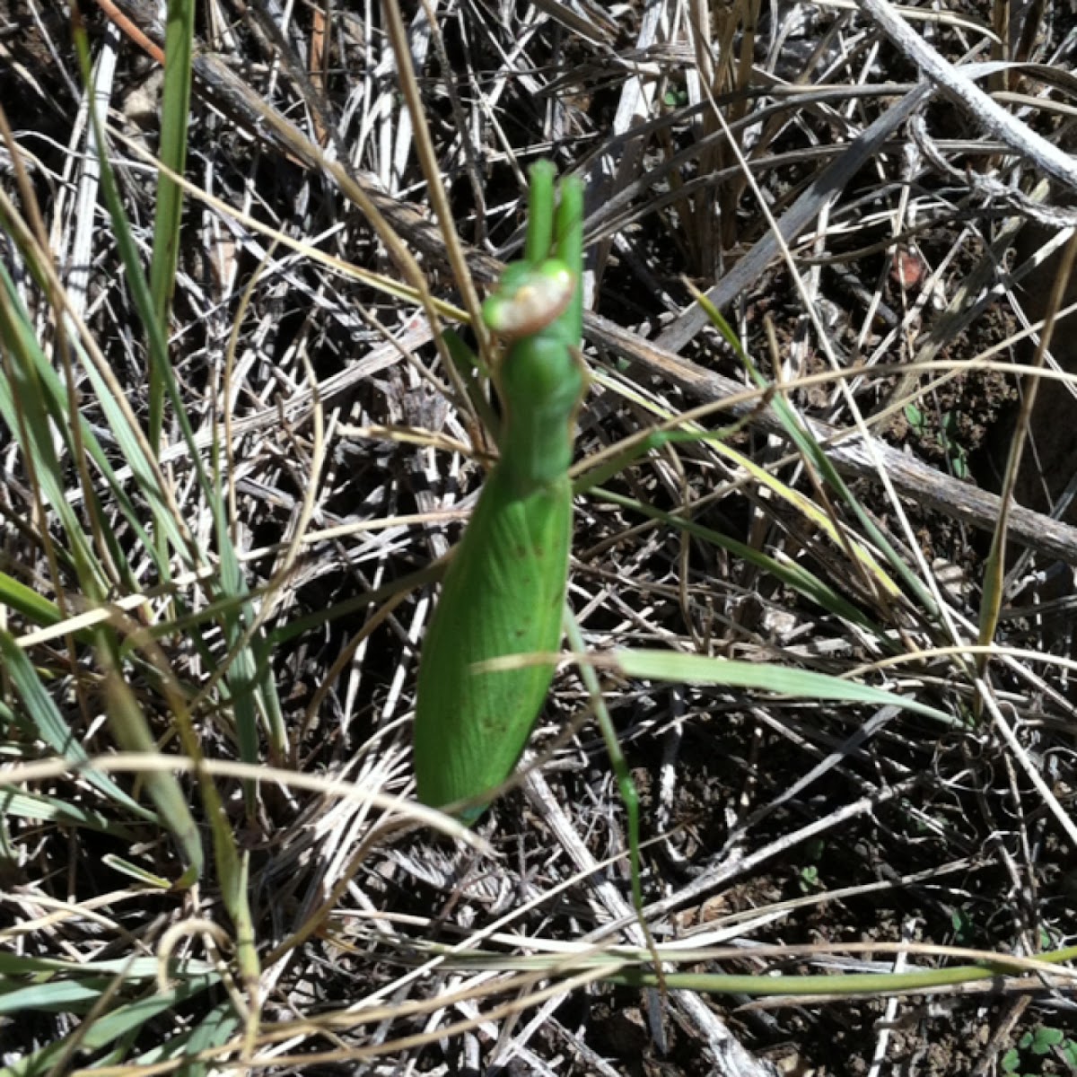 Chinese mantis | Project Noah