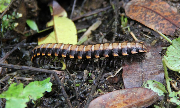 Python Millipede | Project Noah