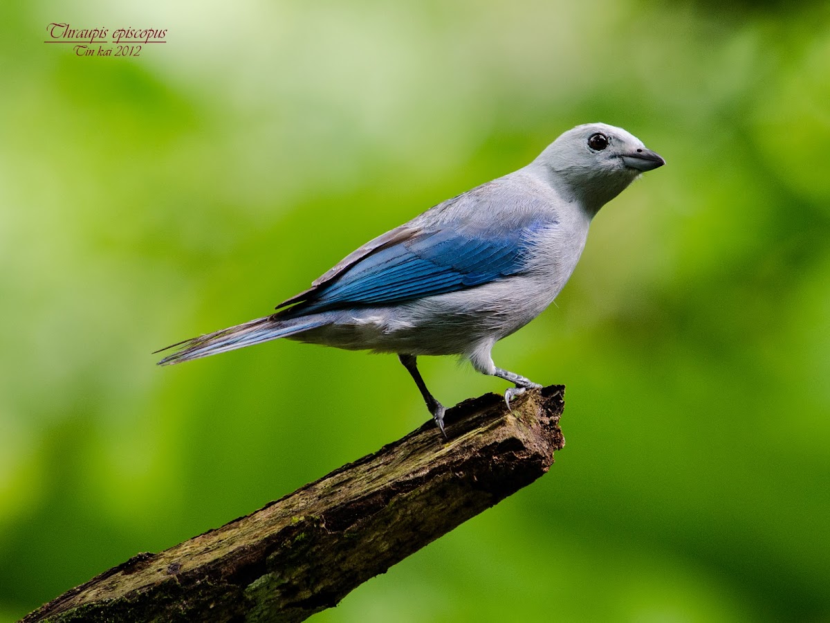 Blue-gray Tanager | Project Noah