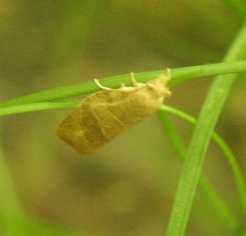 Three-lined Leafroller Moth | Project Noah
