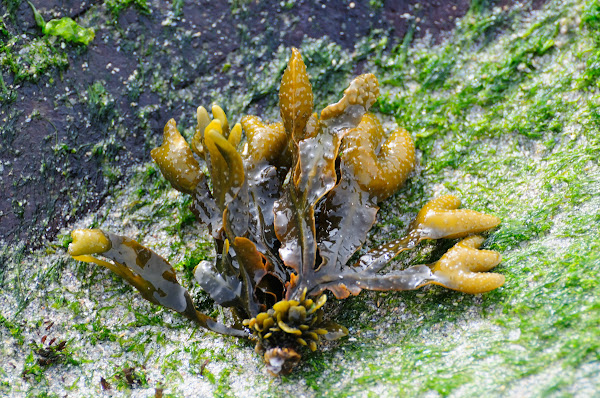 Spiral wrack | Project Noah