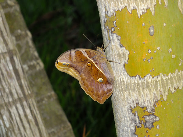 Owl Butterfly, Borboleta Coruja(Brazil) | Project Noah