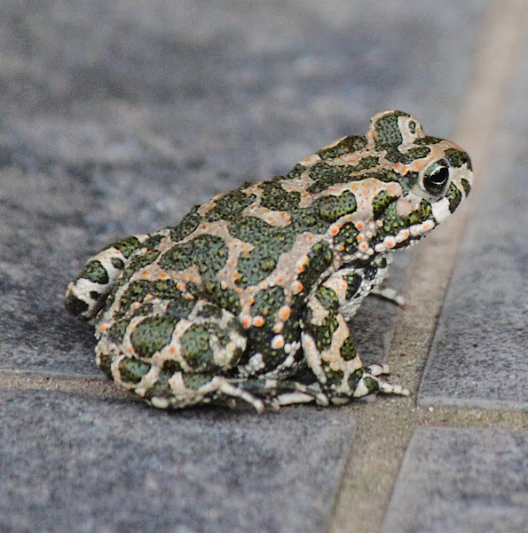 European Green Toad | Project Noah