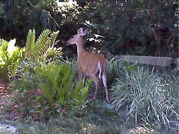 White- Tailed Deer | Project Noah