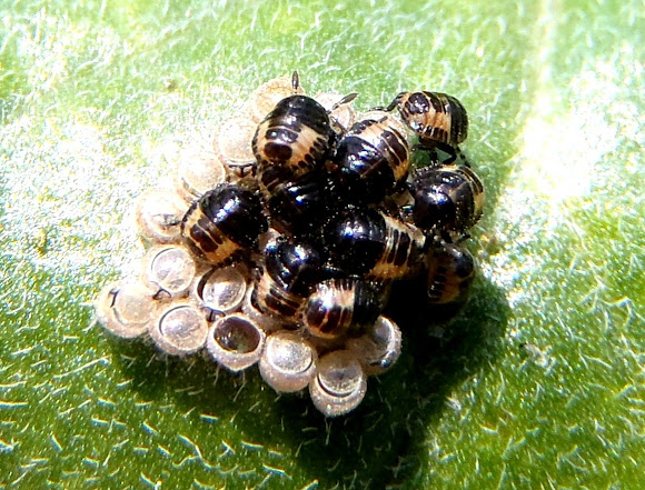 Southern green stink bug. Pupa chinche verde | Project Noah