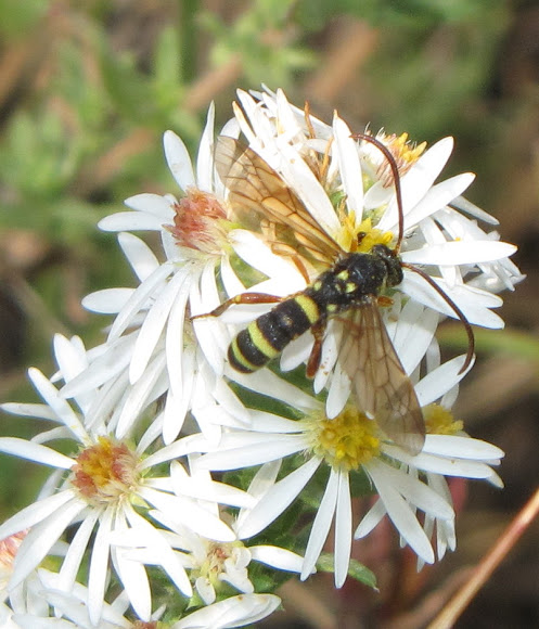 Ichneumon wasp | Project Noah