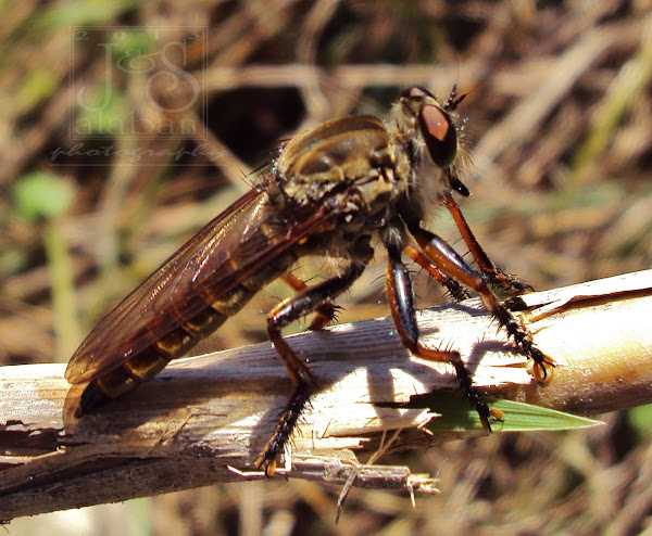 Robber Fly | Project Noah