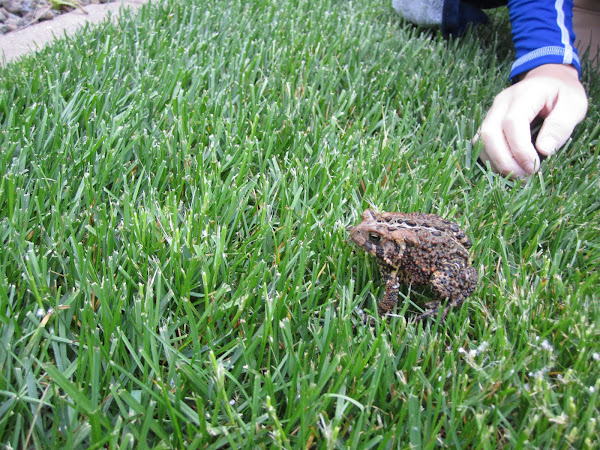 True Toad | Project Noah