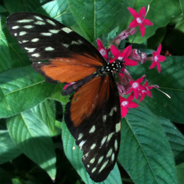 Hecale Longwing | Project Noah