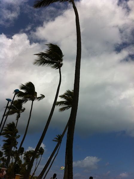 Palm Tree | Project Noah