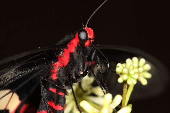 Red-bodied Swallowtail | Project Noah