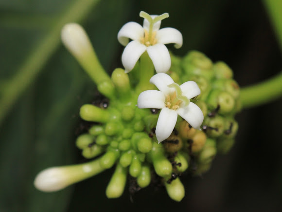 Noni (from flower to ripe fruit) | Project Noah
