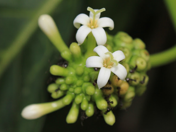 Noni (from flower to ripe fruit) | Project Noah