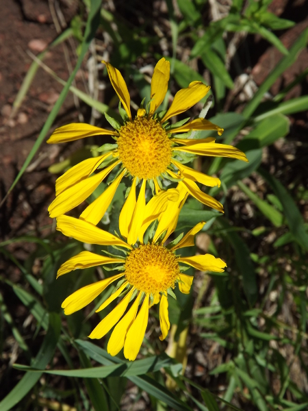 Orange Sneezeweed | Project Noah
