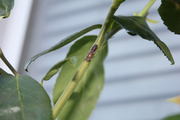 Glassy-winged Sharpshooter /Smoke Tree Sharpshooter | Project Noah