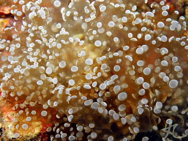Frogspawn Coral | Project Noah