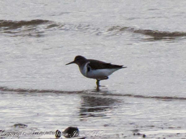 Common Sandpiper | Project Noah