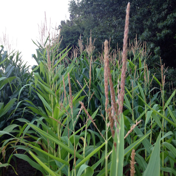 Corn | Project Noah