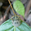 Spotted Shield Bug | Project Noah