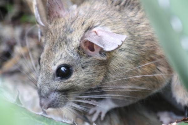 Rata Magueyera, White-throated Woodrat | Project Noah