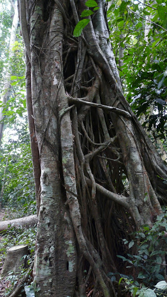 Strangler fig | Project Noah