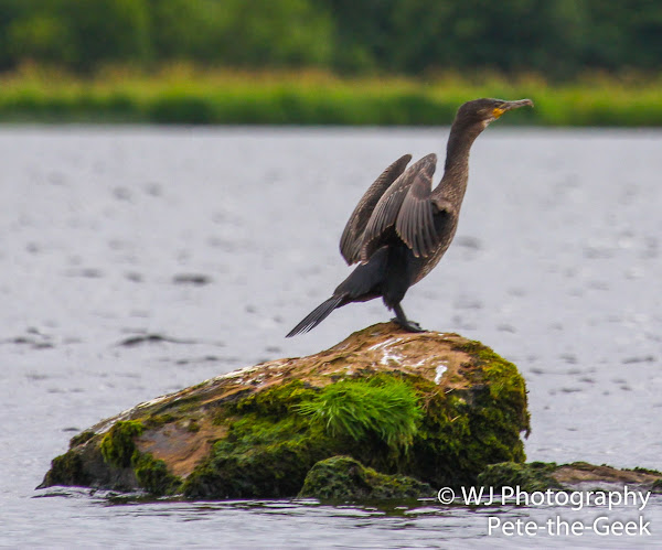 Cormorant | Project Noah