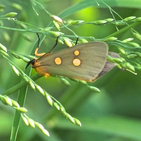 Dice Moth | Project Noah