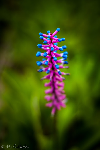 Match Stick Plant | Project Noah