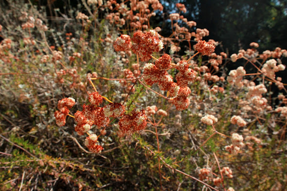 Buckwheat | Project Noah