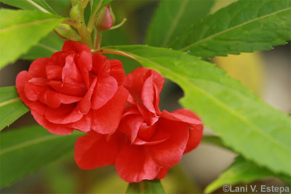 Touch me not / Kamantigue | Project Noah