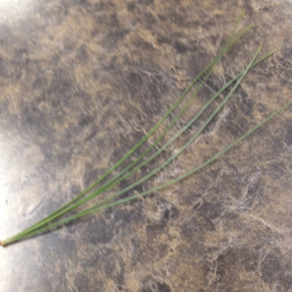 White pine | Project Noah