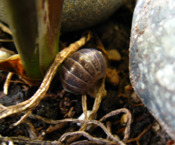 Pill Bug | Project Noah