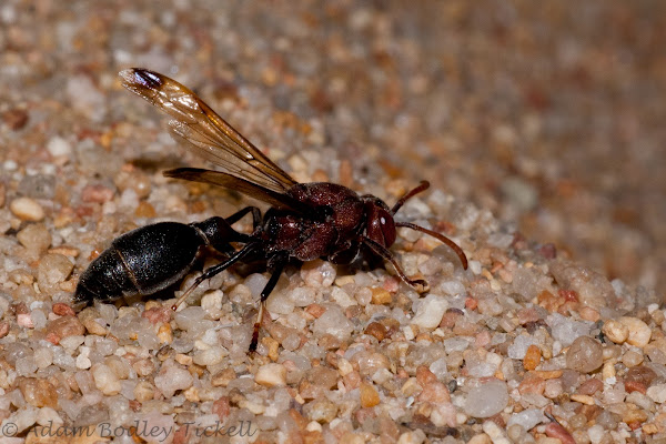 Paper wasp | Project Noah