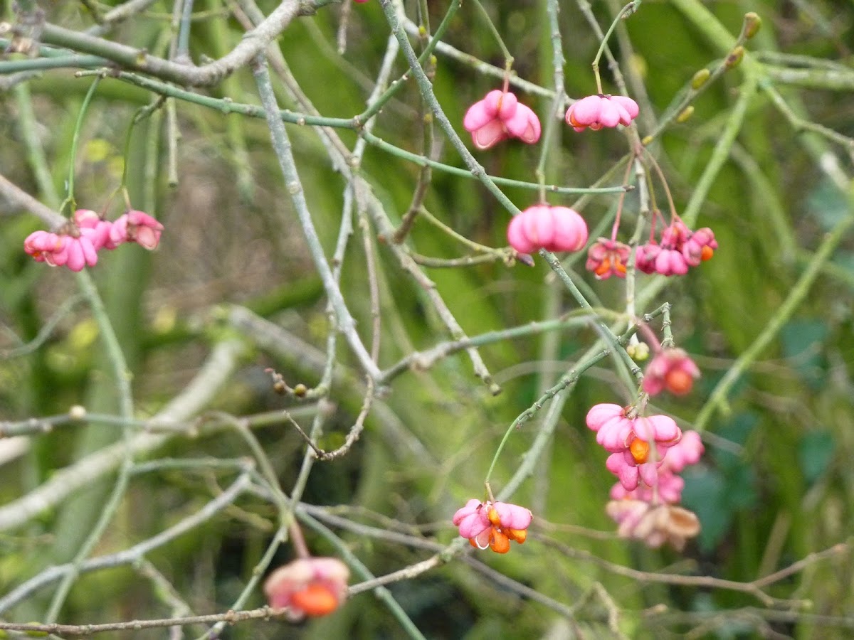 Spindleberry | Project Noah