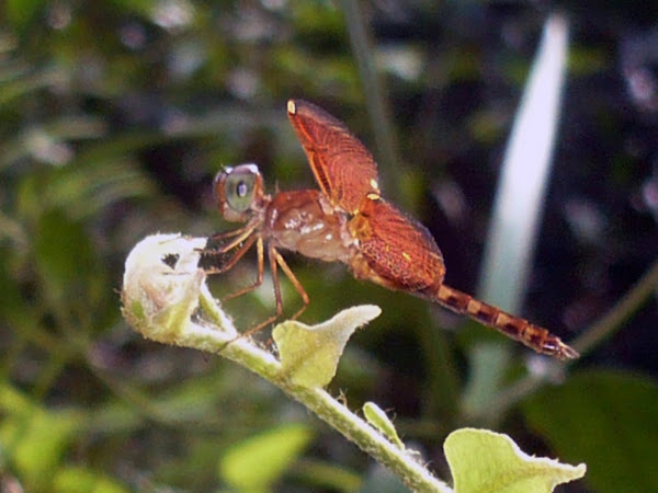 Red Grasshawk dragonfly | Project Noah