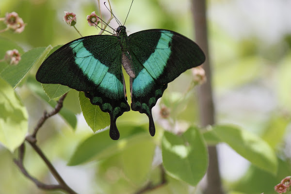 Emerald Swallowtail | Project Noah