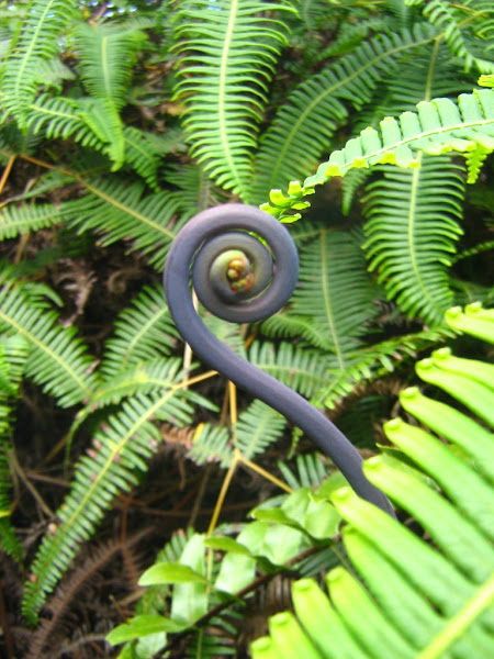 'Uluhe Fern | Project Noah