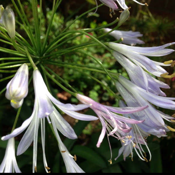 Lirio del Nilo | Project Noah