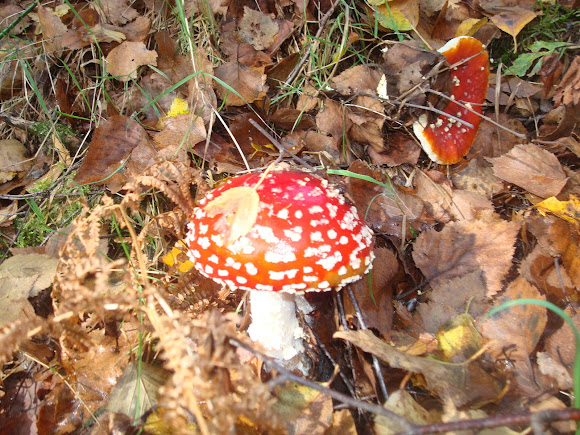 Matamoscas | Project Noah