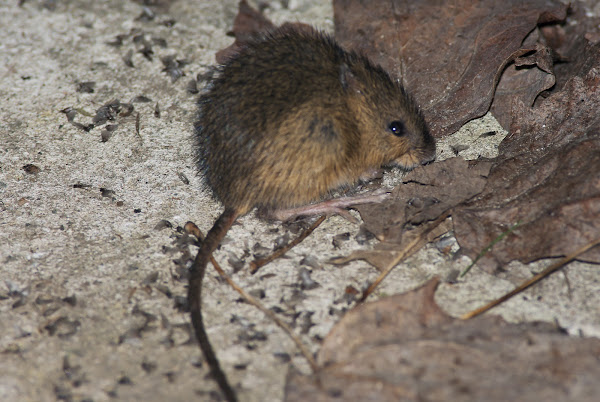 Meadow Jumping Mouse | Project Noah